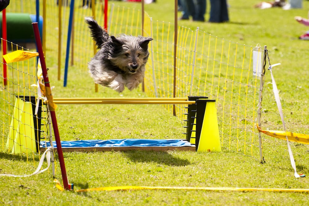 Training Basics | Island Animal Hospital