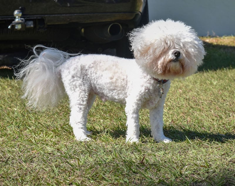 Blindness in Pets: Meet Featured Pet, Stevie! | Island Animal Hospital