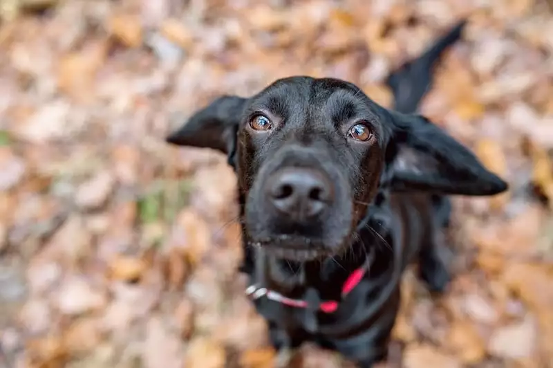 April 15th - 23rd: National Pet ID Week | Island Animal Hospital